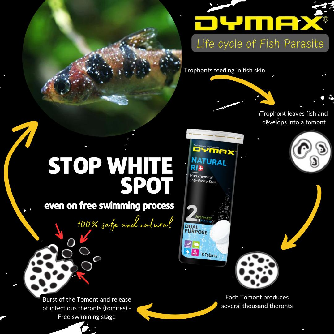 Dymax - Natural Rid (8tabs/box) - White spot Treatment – Upmarket Pets ...
