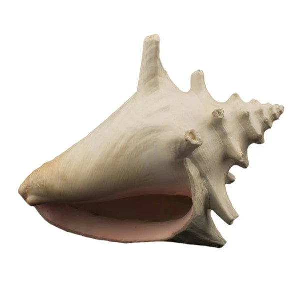 Bioscape Milk Conch Shell 15cm – Upmarket Pets Melbourne