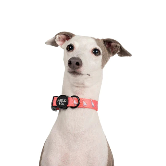 Pablo & Co Dog Collar Italian Greyhound – Upmarket Pets Melbourne