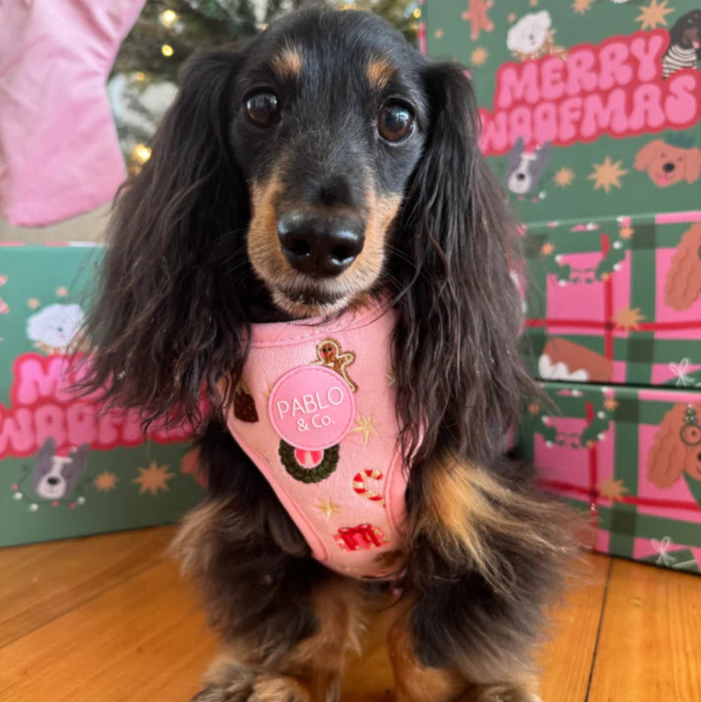 Pablo & Co Adjustable Harness Merry & Bright – Upmarket Pets Melbourne