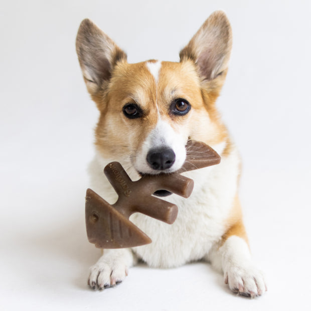 Benebone Fishbone Medium – Upmarket Pets Melbourne