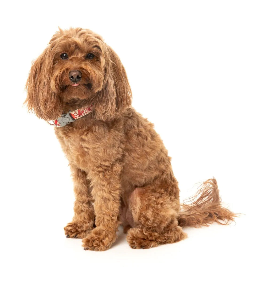 FuzzYard Dog Collar - Meat Heads – Upmarket Pets Melbourne