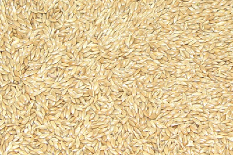 Kirby Bird Seed Plain Canary – Upmarket Pets Melbourne