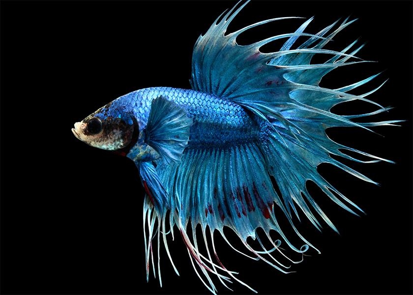 Fighter - Crowntail – Upmarket Pets Melbourne