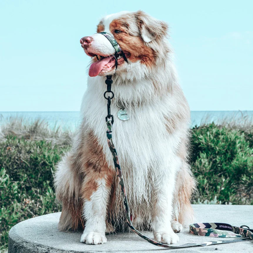 Stylish Hound Halter – Upmarket Pets Melbourne