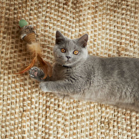 Scruffy Mouse – Upmarket Pets Melbourne