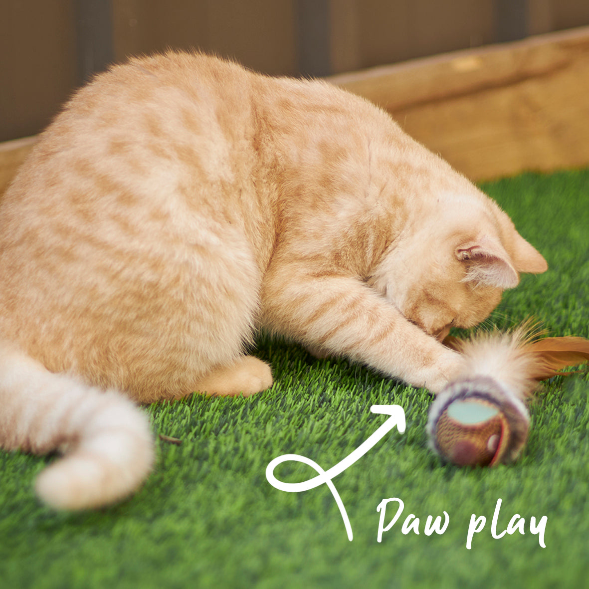 Scruffy Mouse – Upmarket Pets Melbourne