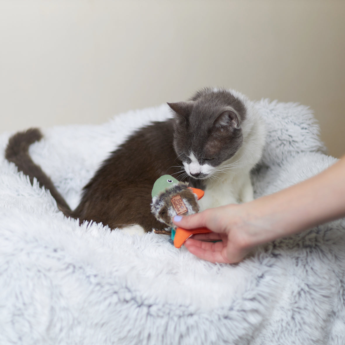 Squishy Fish – Upmarket Pets Melbourne