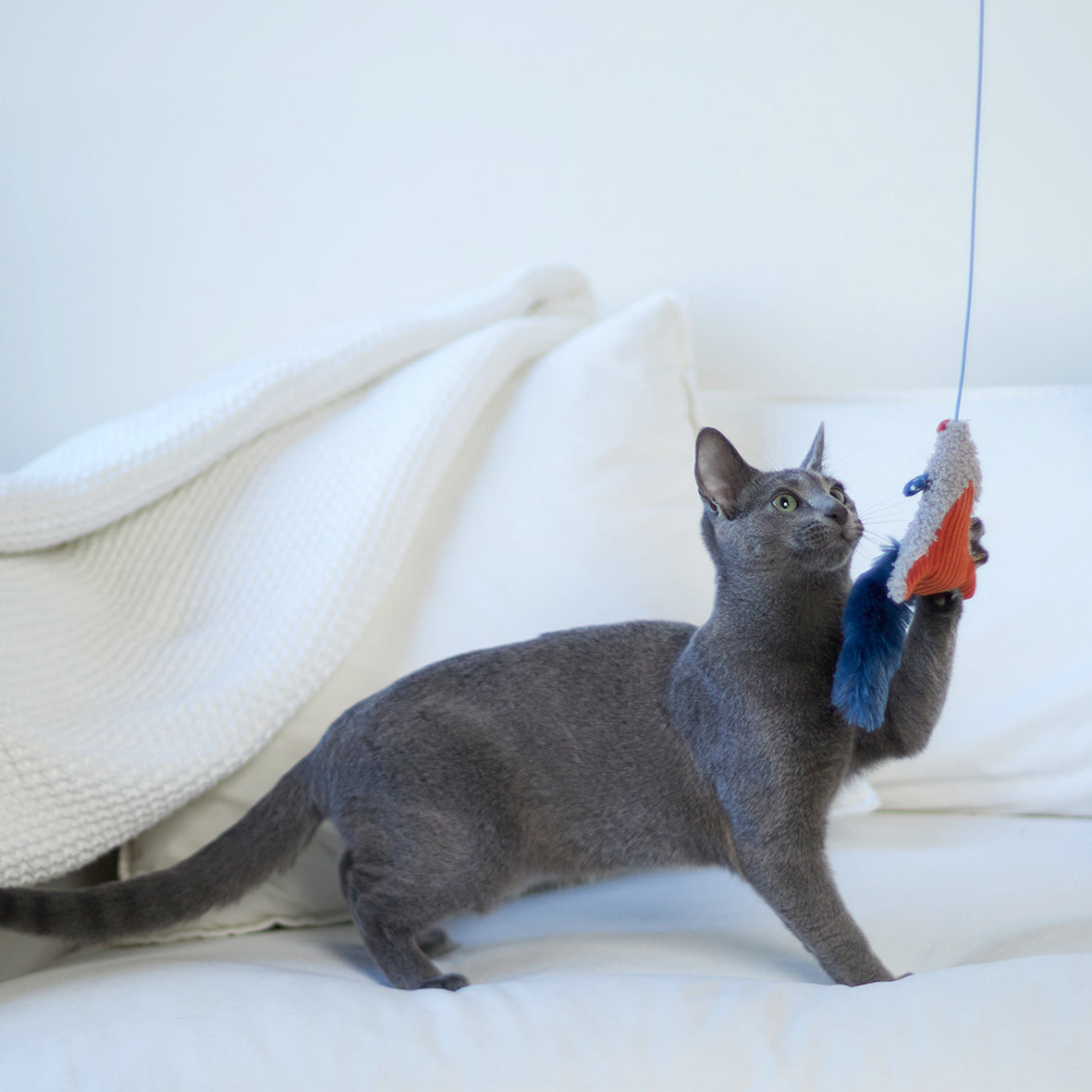 Flying Mouse Wand – Upmarket Pets Melbourne