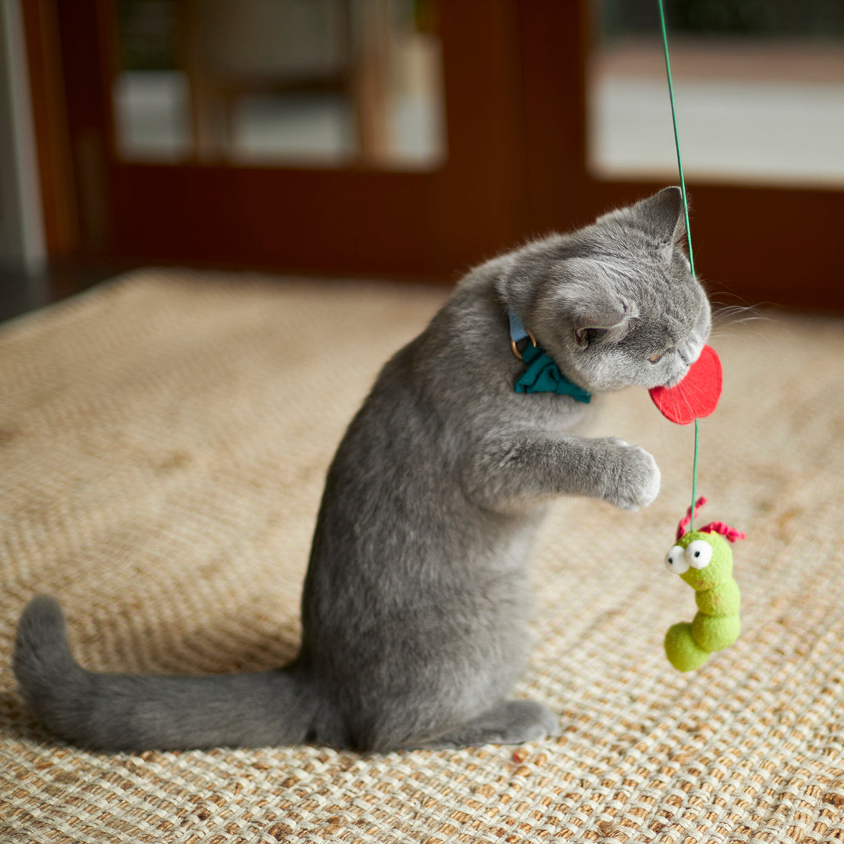 Hungry Caterpillar – Upmarket Pets Melbourne