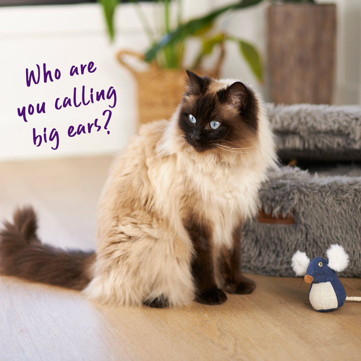 Big Ears Mouse – Upmarket Pets Melbourne