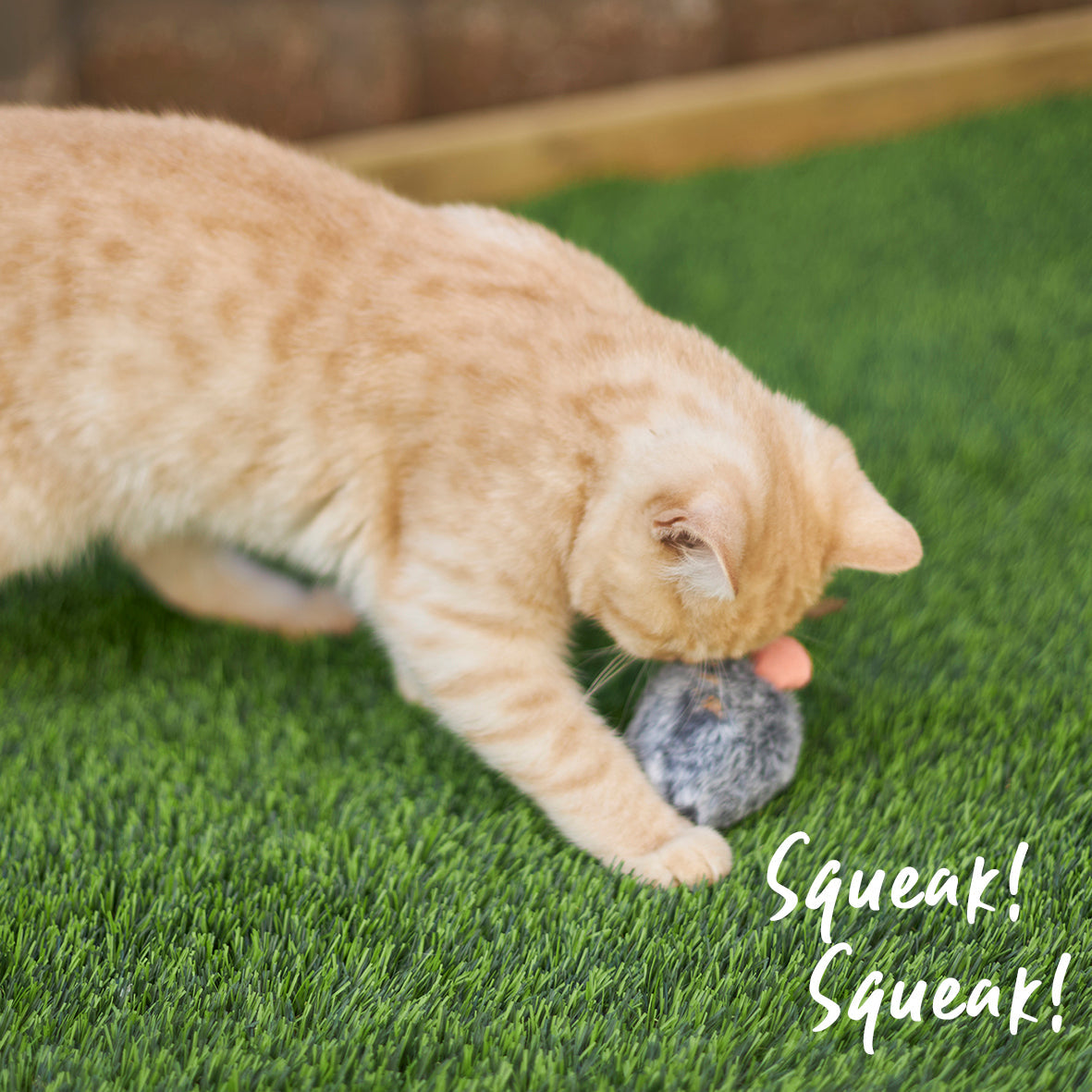 Noisy Mouse – Upmarket Pets Melbourne