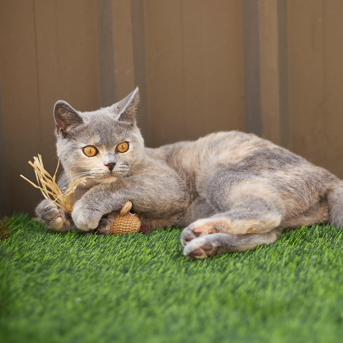 Sneaky Mouse – Upmarket Pets Melbourne
