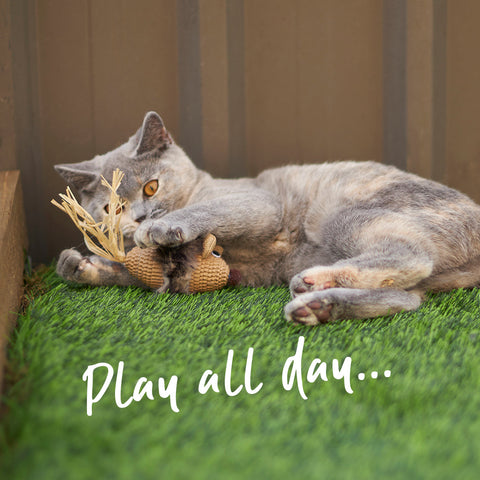 Sneaky Mouse – Upmarket Pets Melbourne