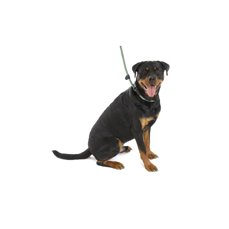 COA - 3 in1 Slip Lead 1.7m – Upmarket Pets Melbourne